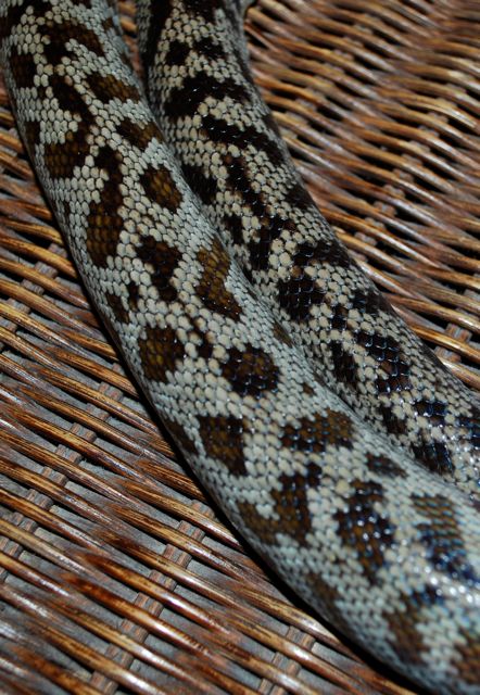 Female B grade adult platinum spotted python | Aussie Pythons & Snakes Forum